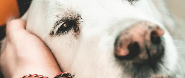 Happy Again Pet Deemed An Essential Supplement - HAPPYBOND