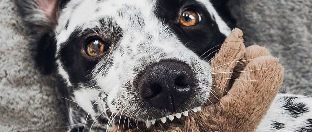 Discovering Dog Drop: A Revolutionary Approach to Dog Daycare [VIDEO ...